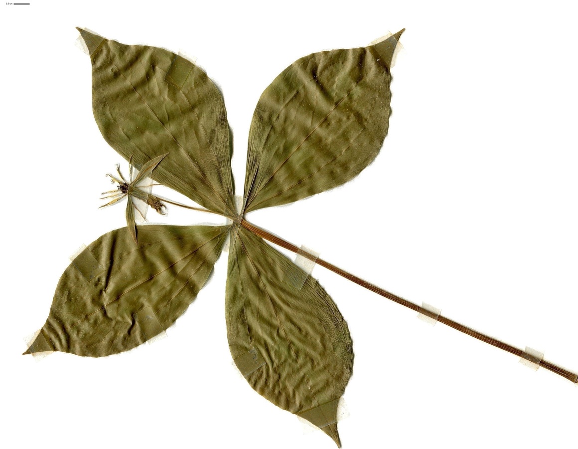 Plantes