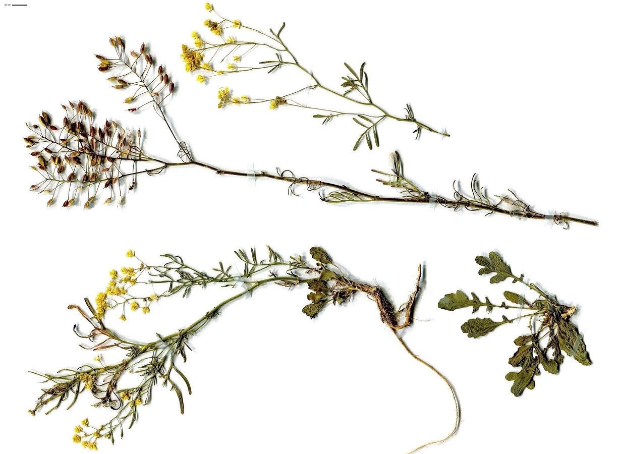 Plantes