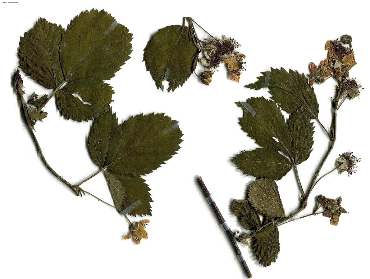 Plantes