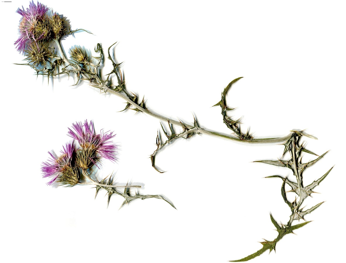 Plantes