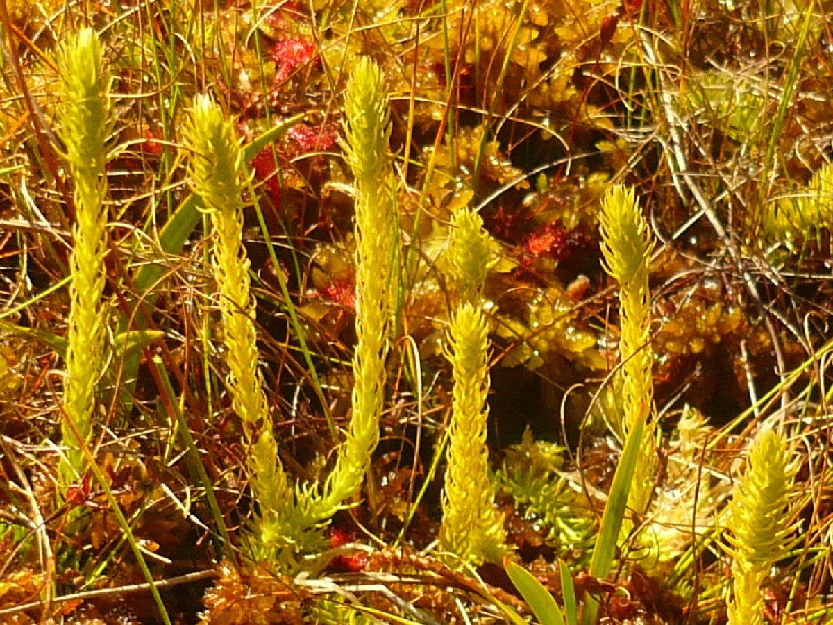 Index des Plantes