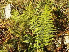 Index des Plantes