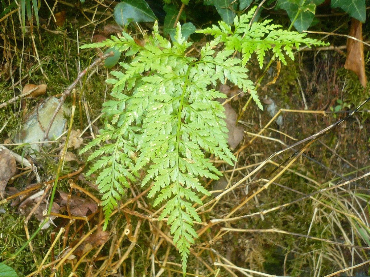 Plantes