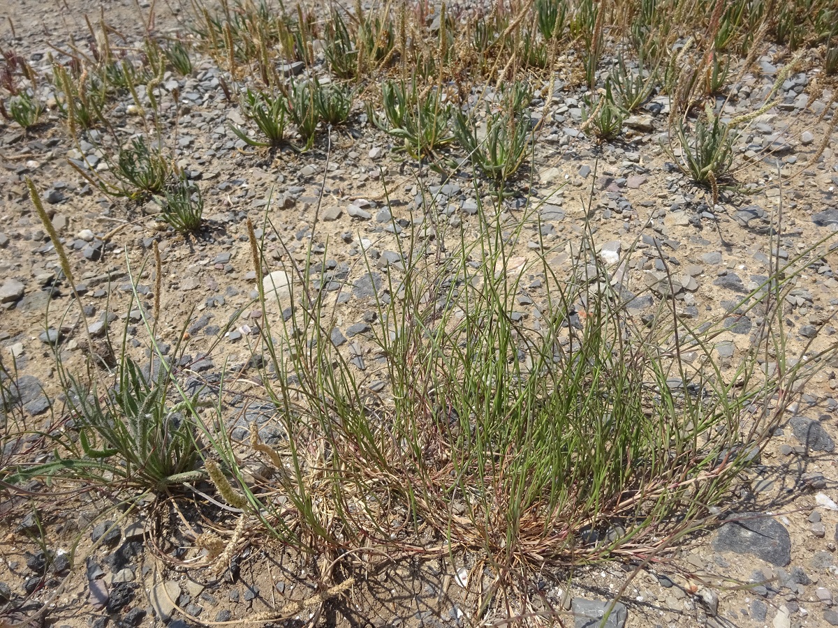 Plantes