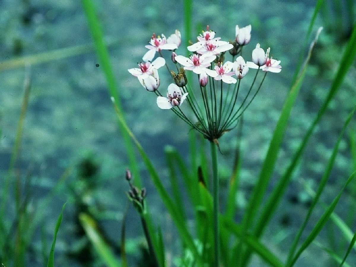 Plantes