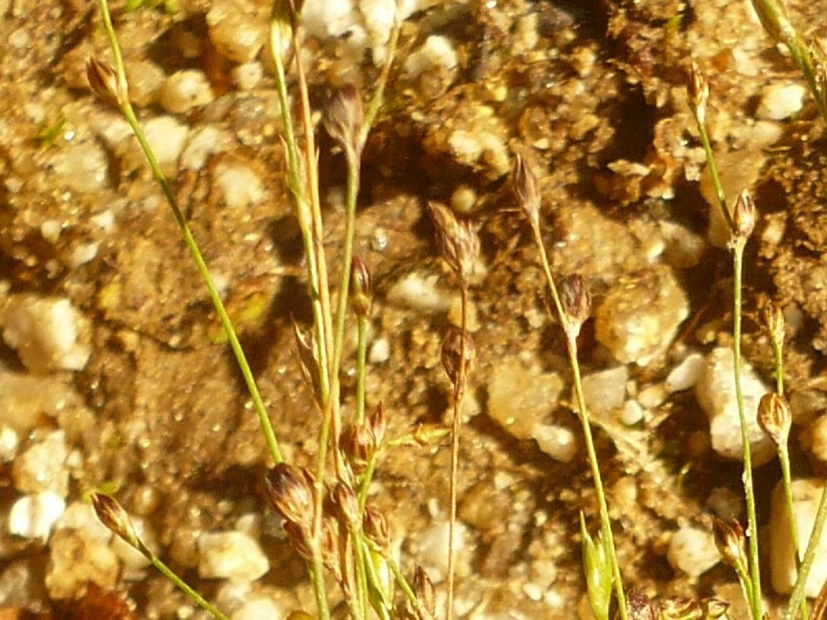 Plantes