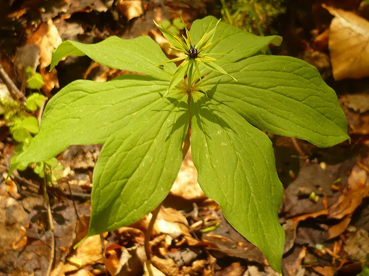 Plantes