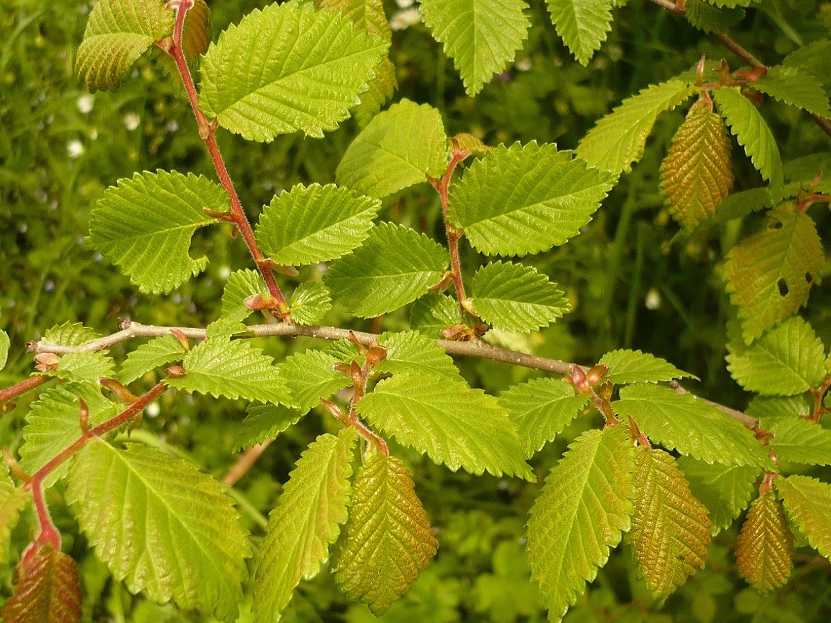 Plantes