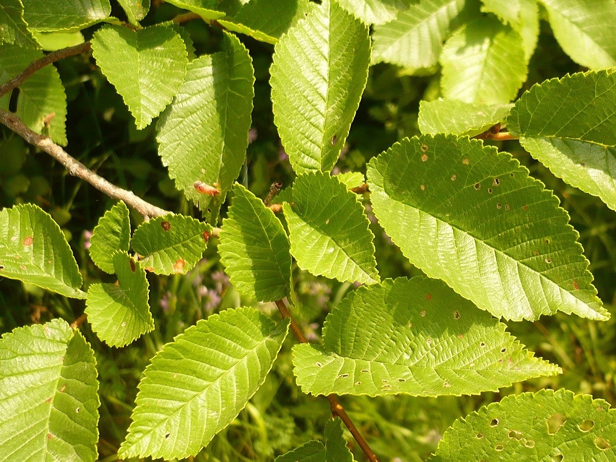 Plantes