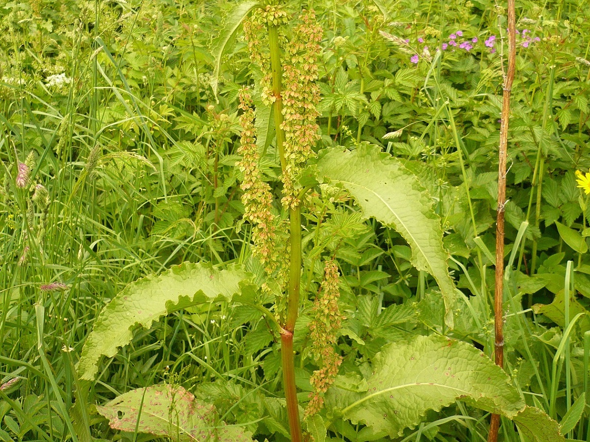 Plantes