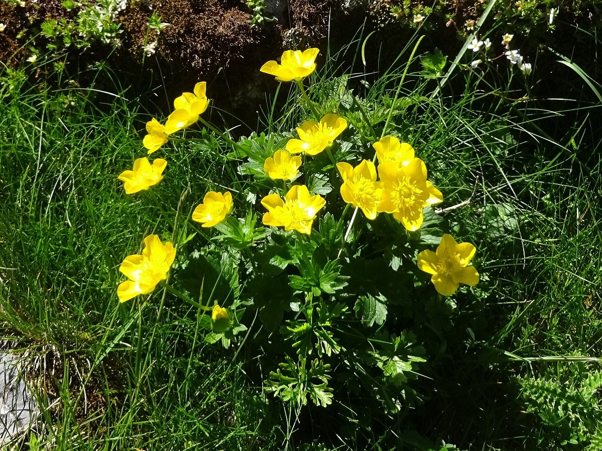 Plantes