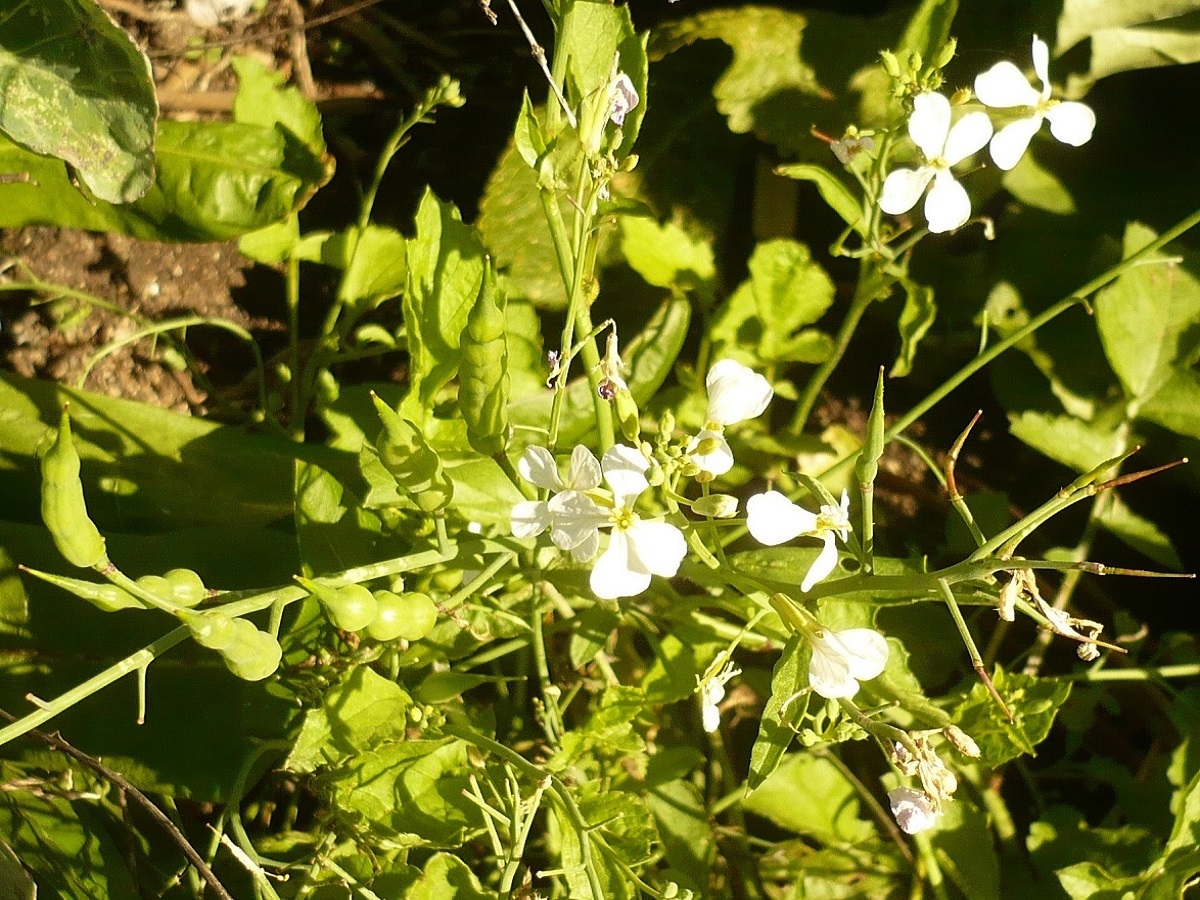 Plantes