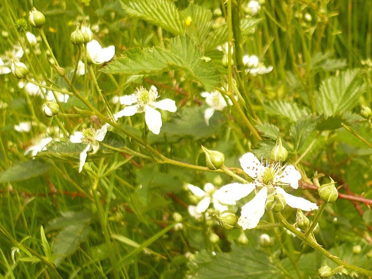 Plantes