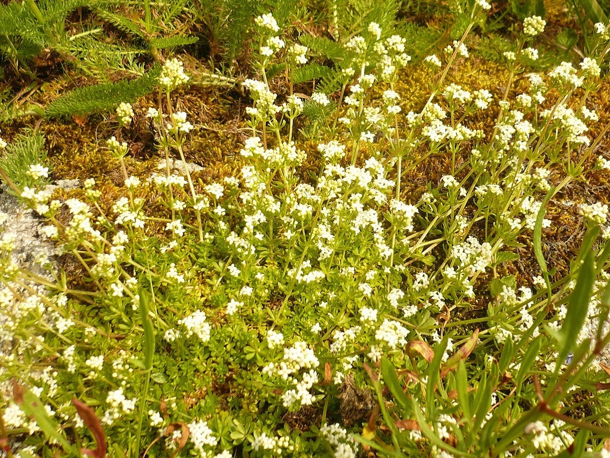 Plantes
