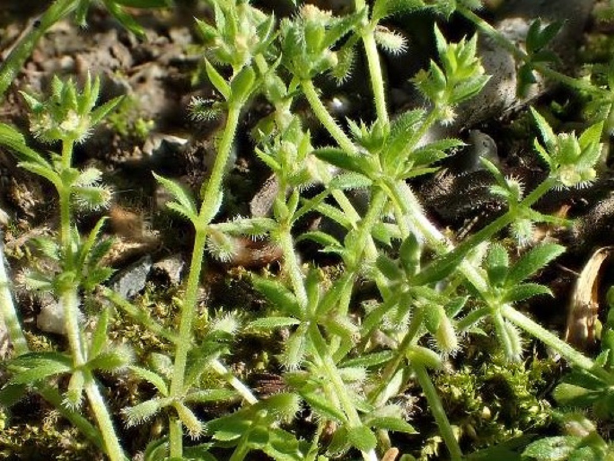 Plantes