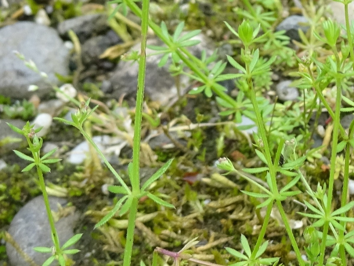 Plantes