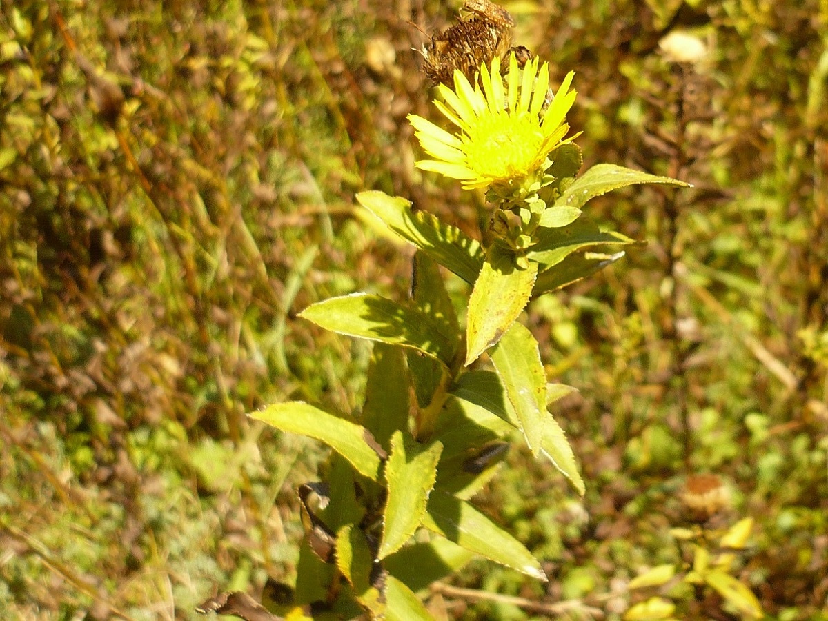Plantes
