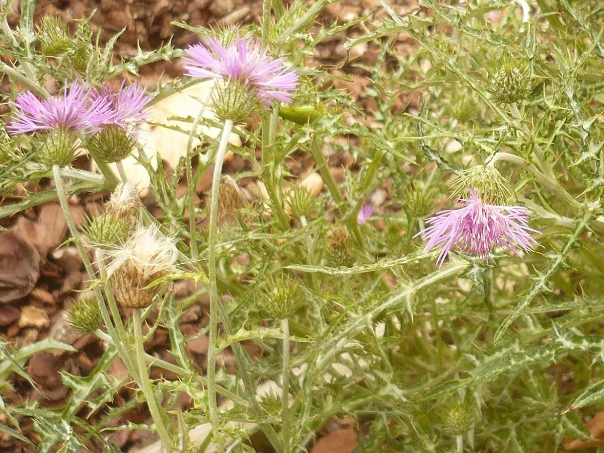 Plantes