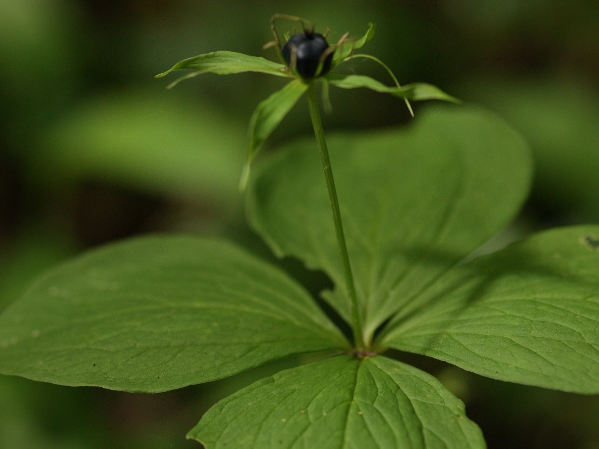 Plantes
