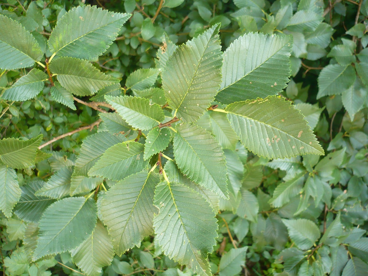 Plantes