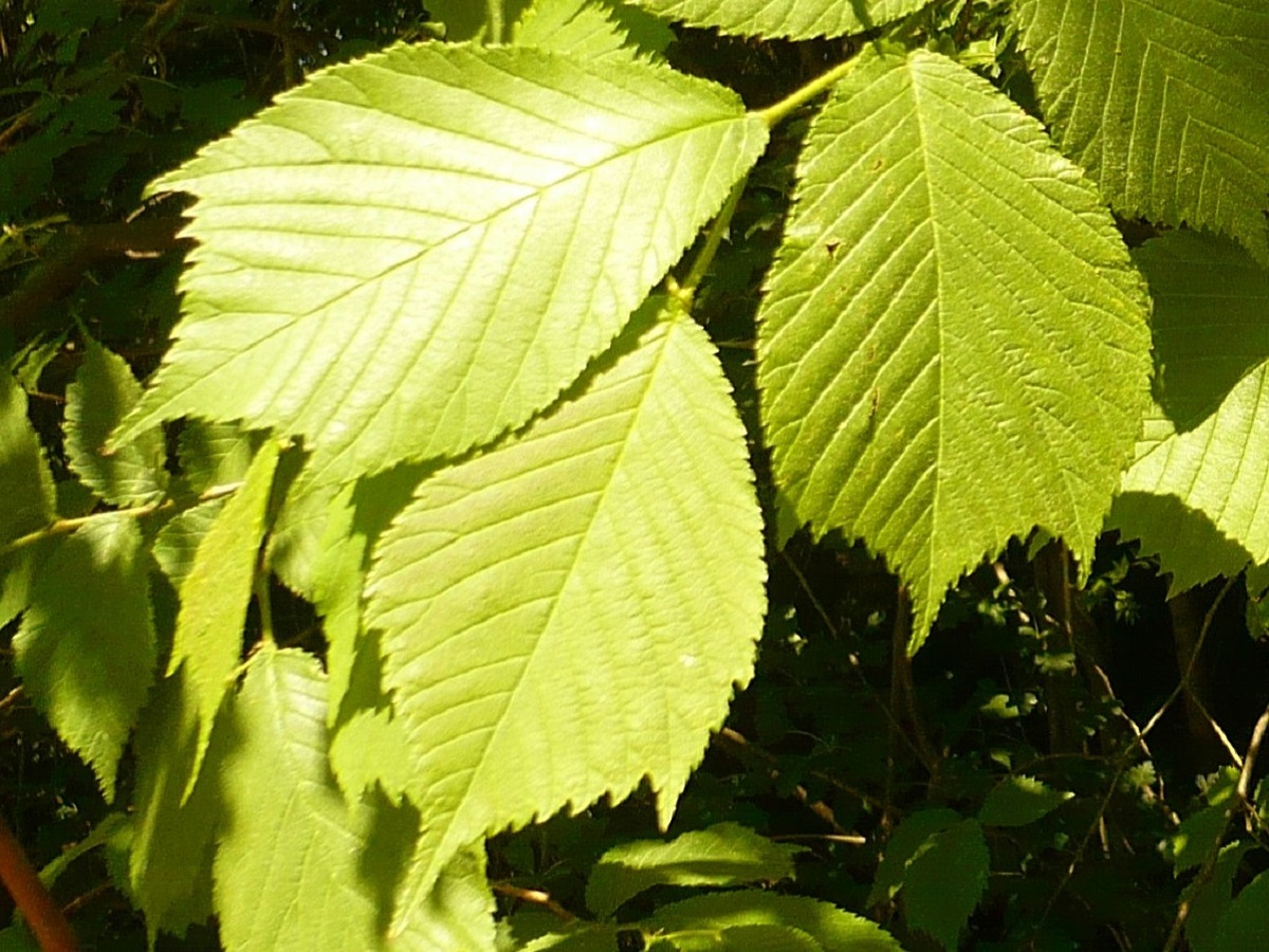 Plantes