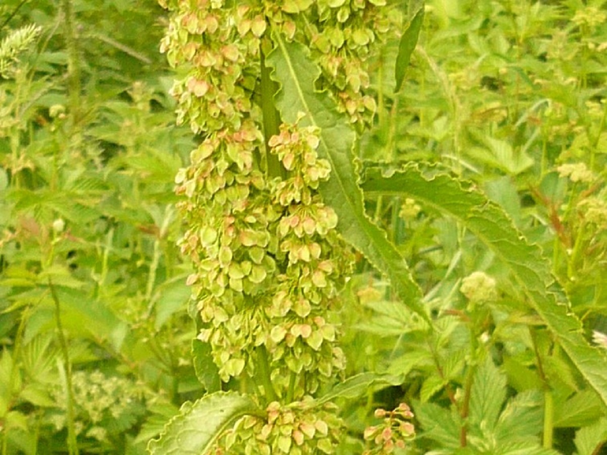 Plantes