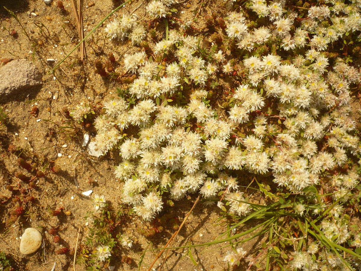 Plantes