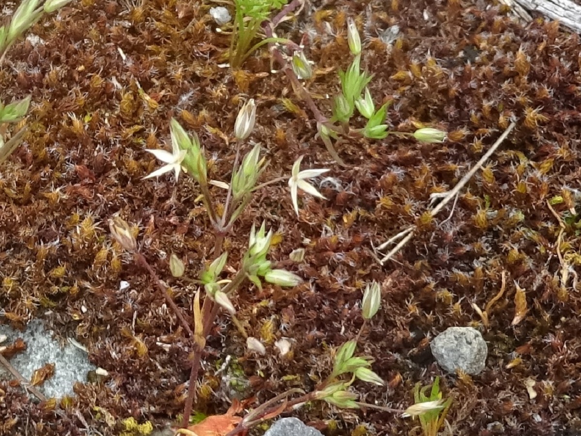 Plantes