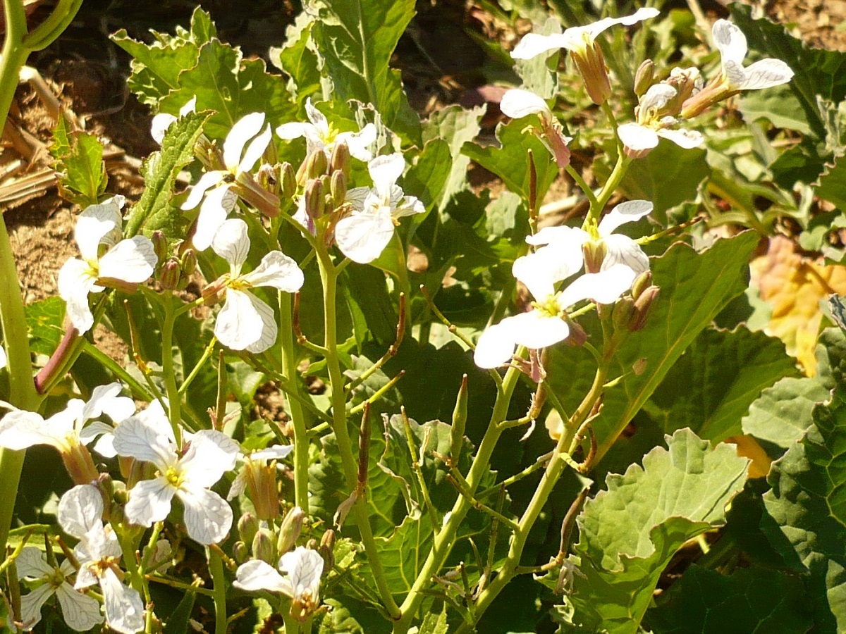 Plantes