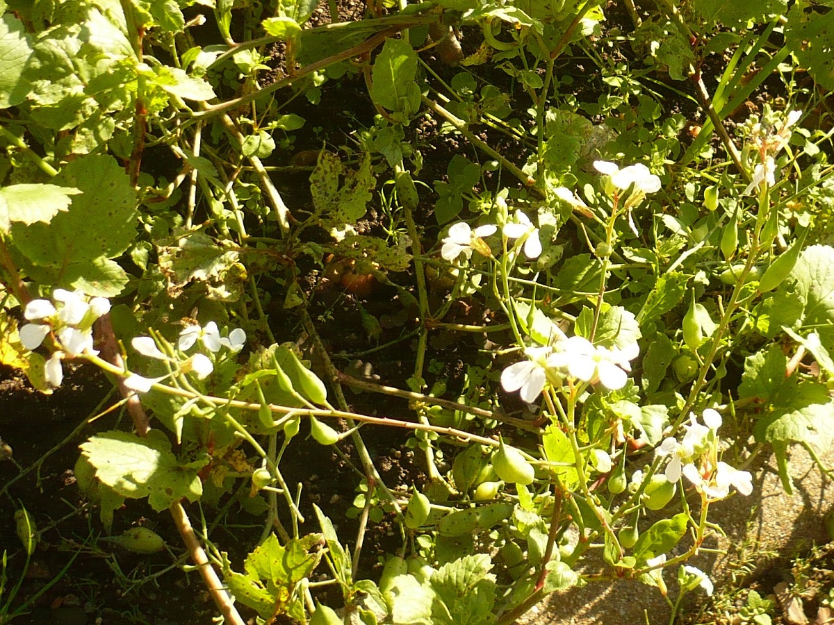 Plantes