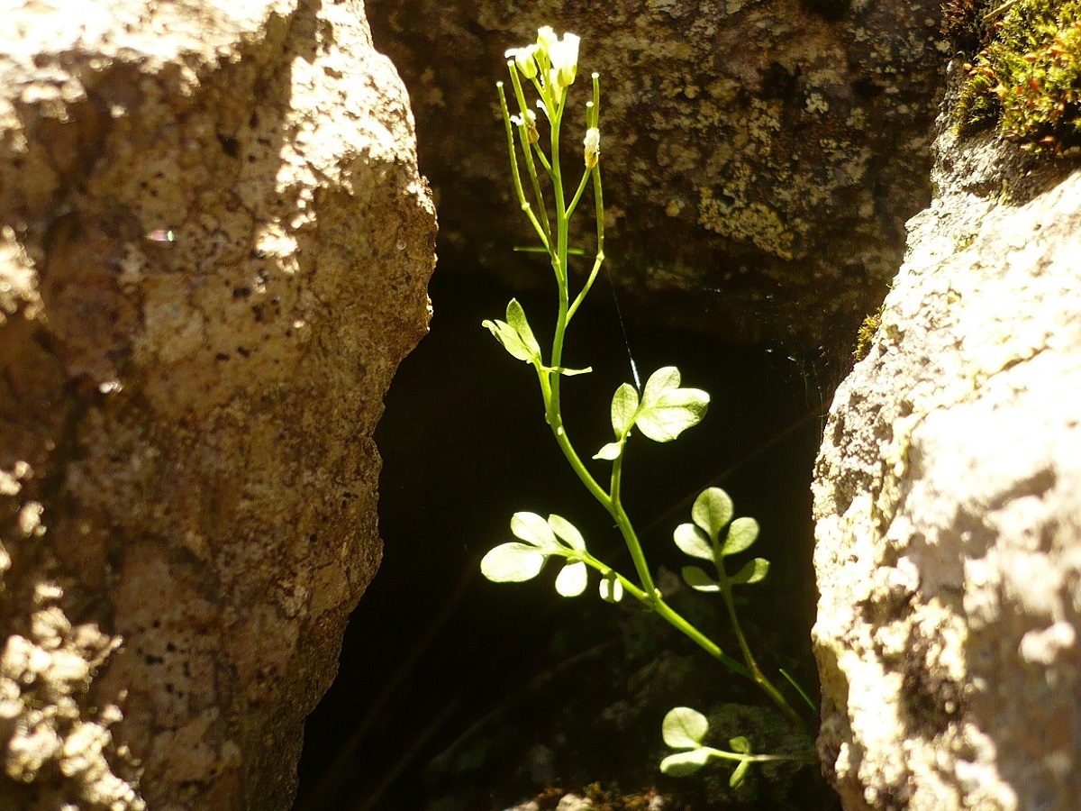 Plantes