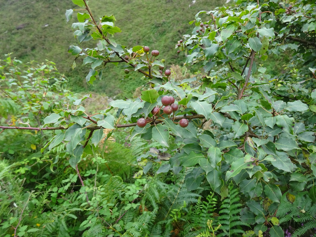 Plantes