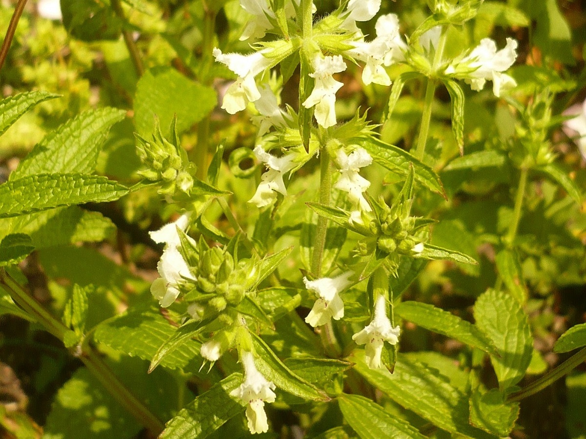 Plantes
