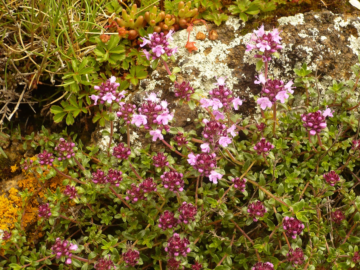 Plantes
