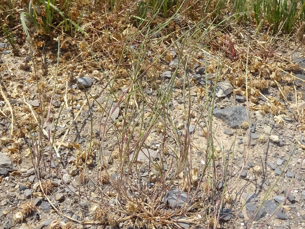 Plantes