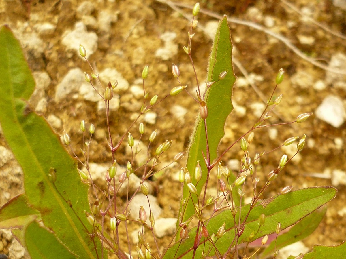 Plantes