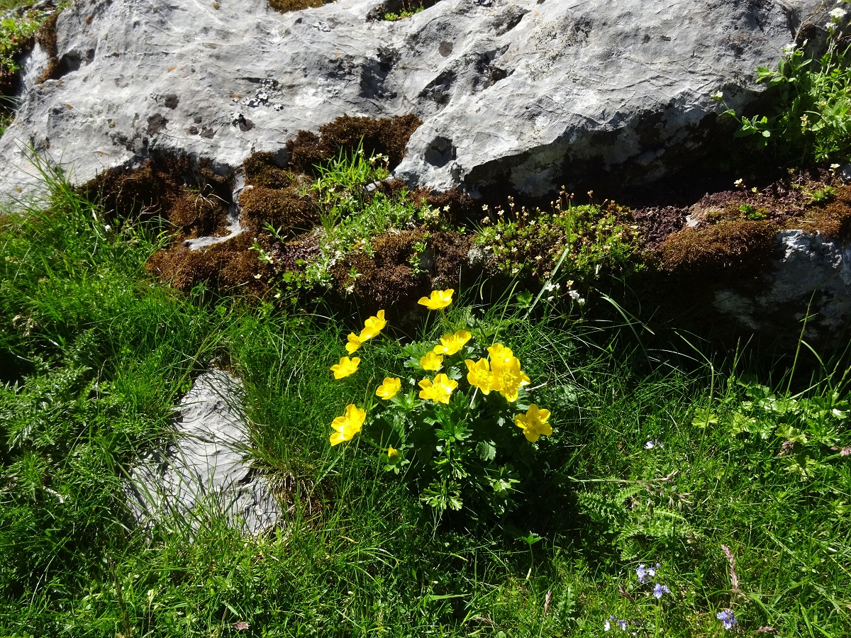 Plantes
