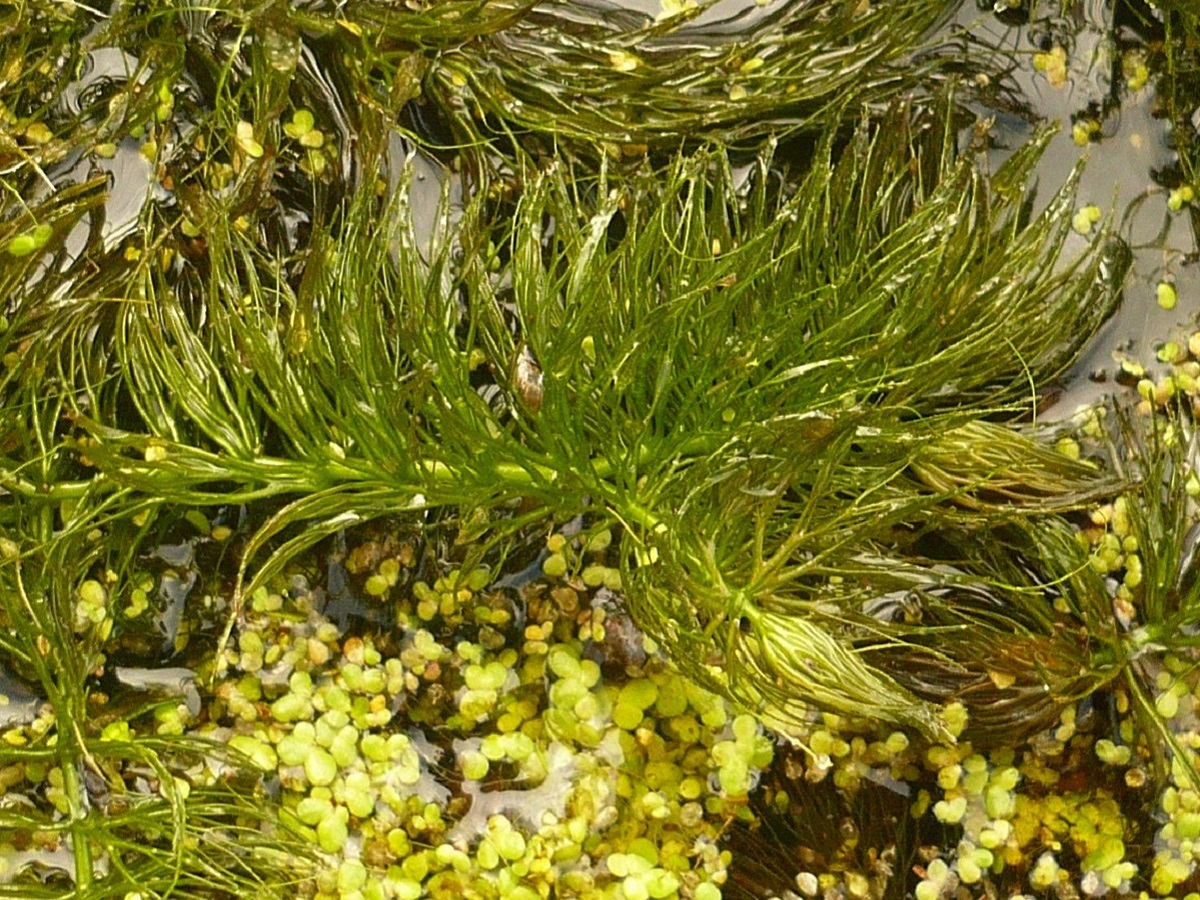 Plantes