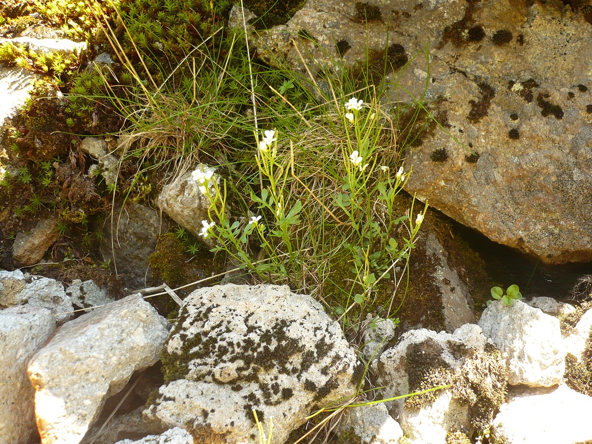Plantes