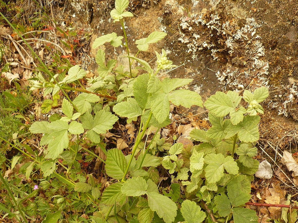 Plantes