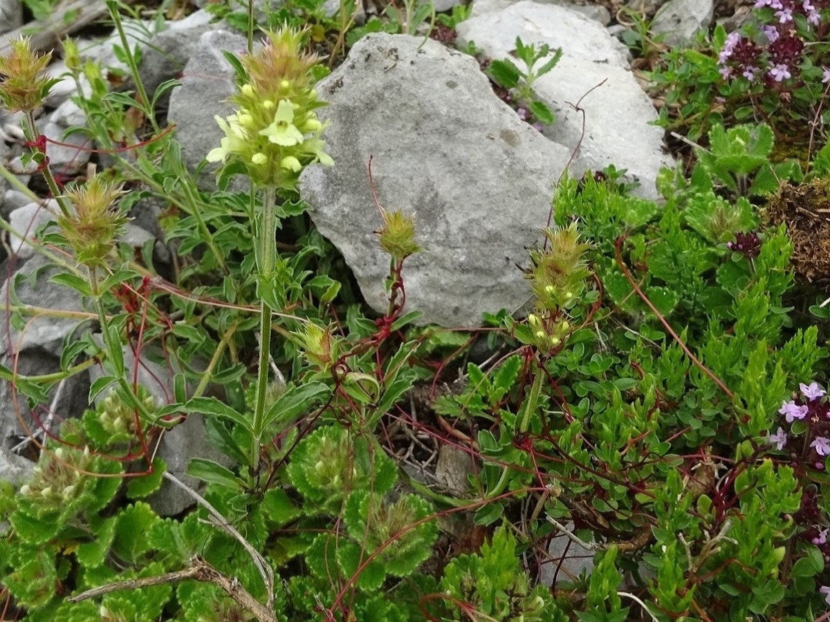 Plantes