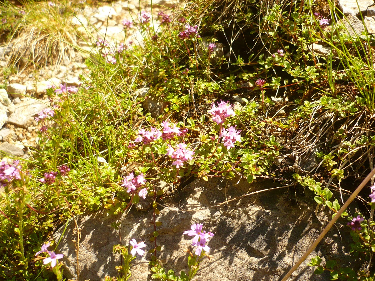 Plantes