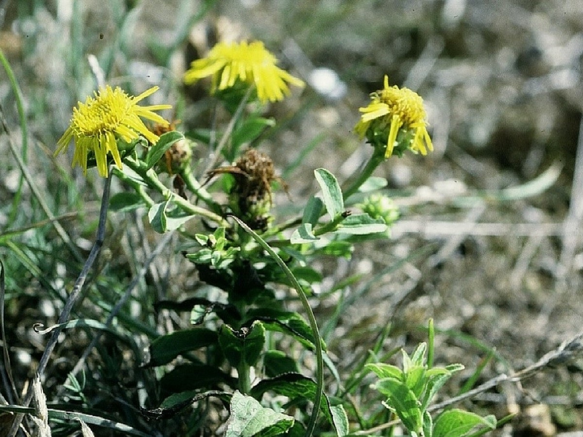 Plantes