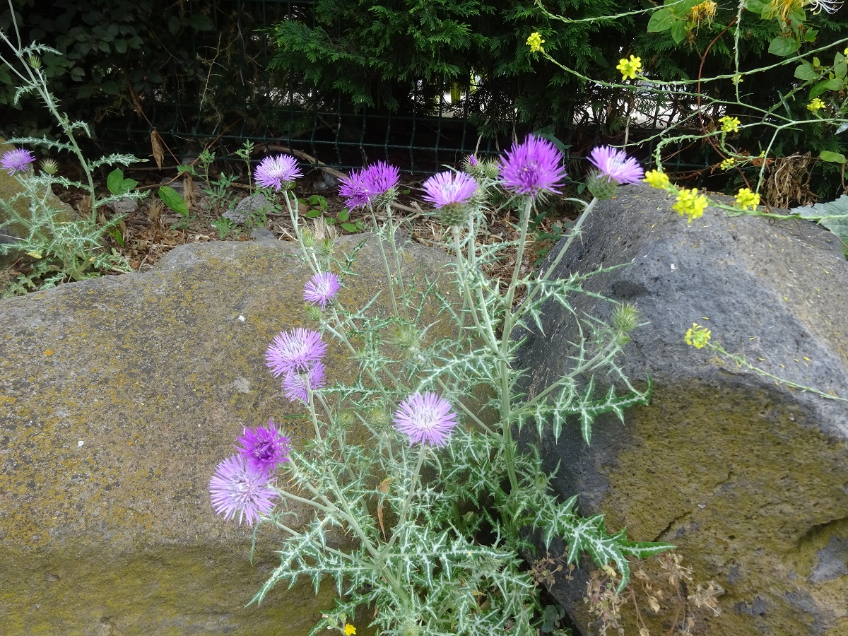 Plantes