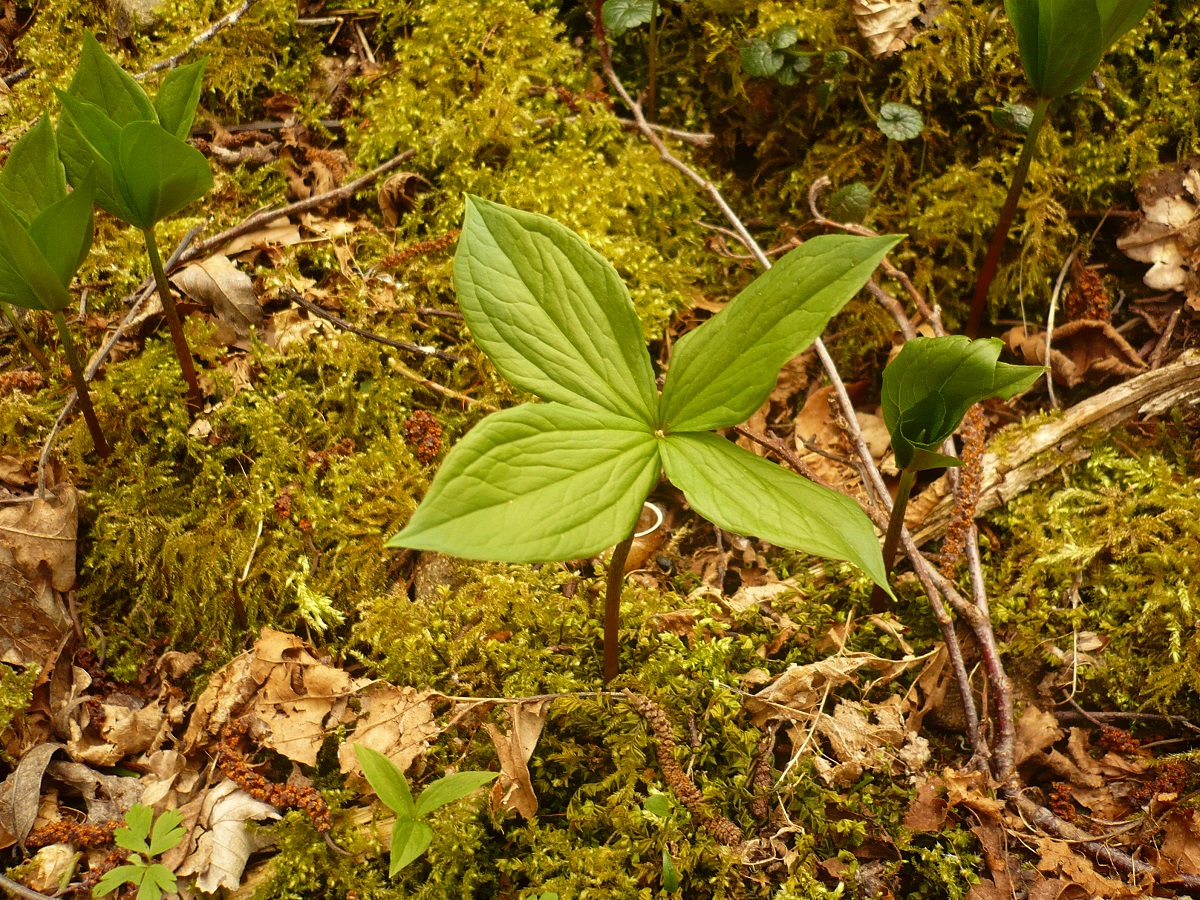 Plantes
