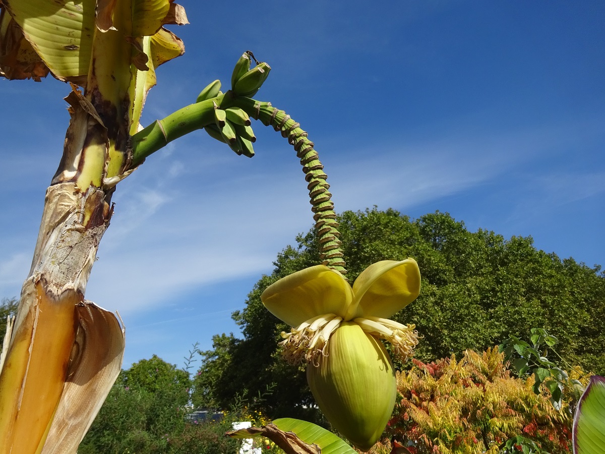 Plantes