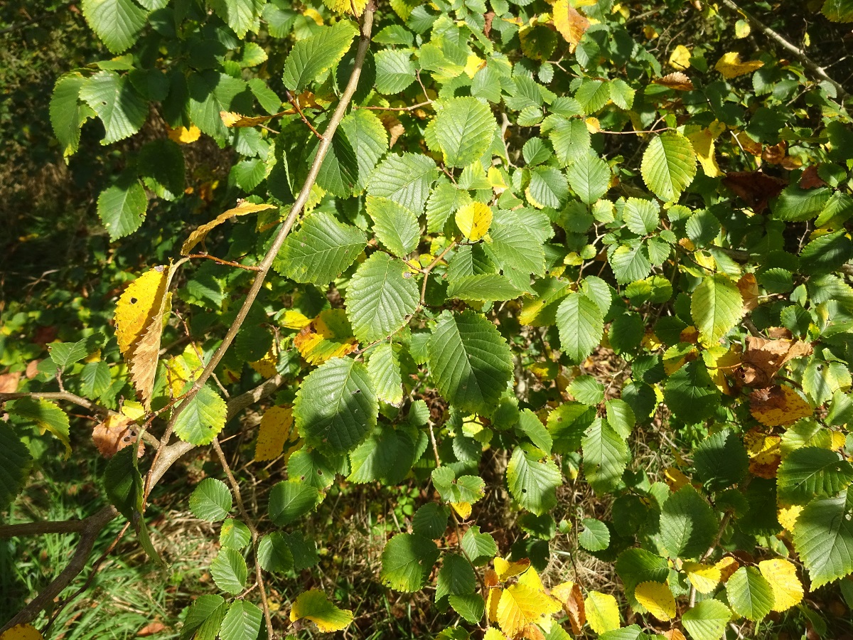 Plantes