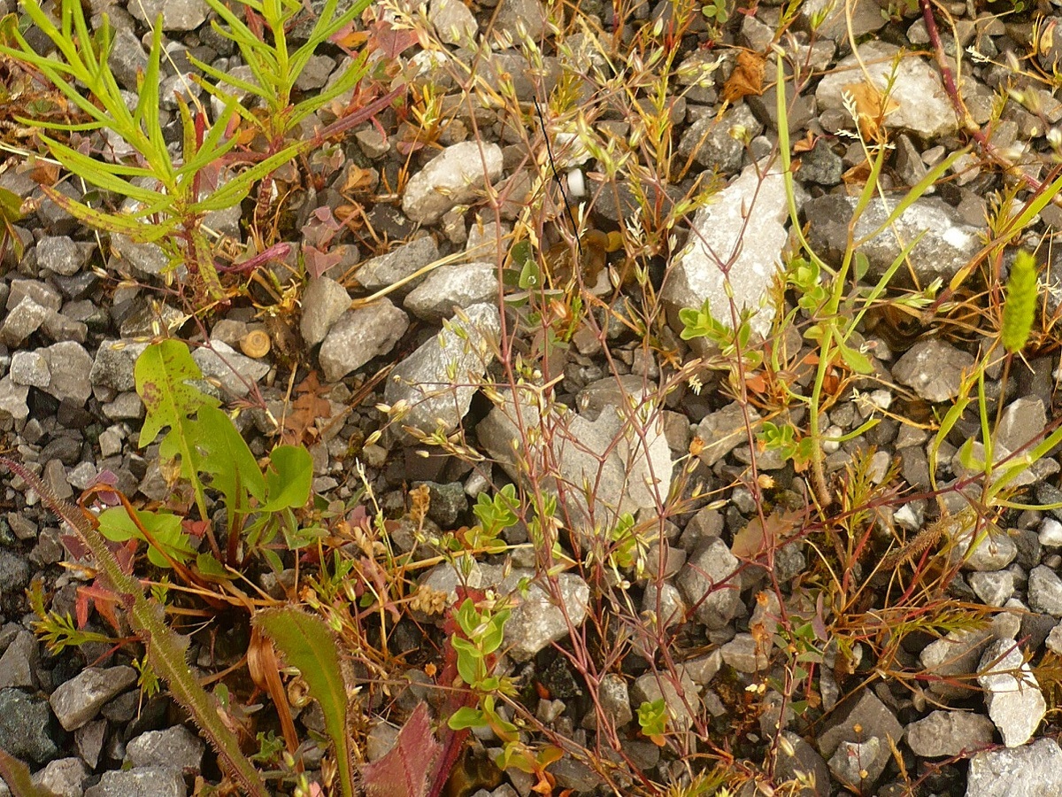 Plantes
