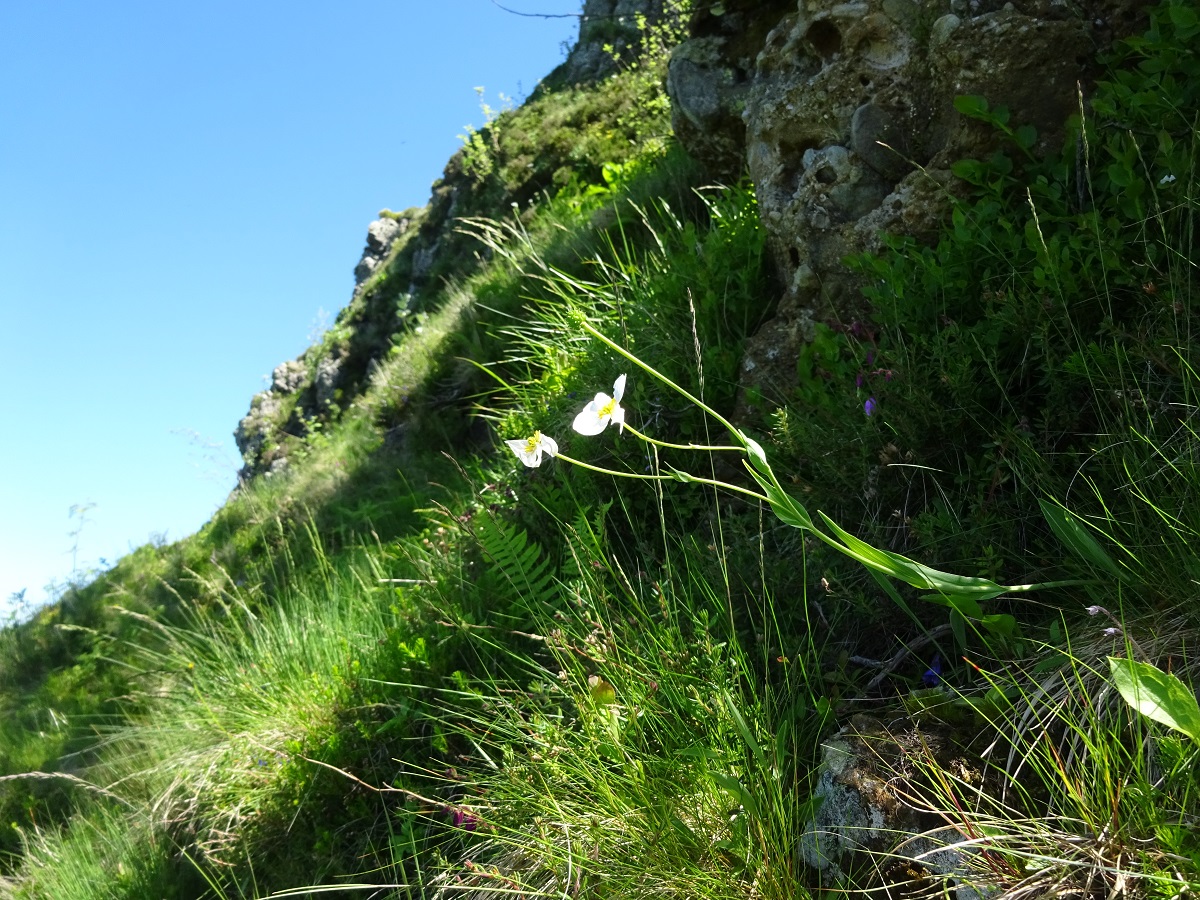 Plantes
