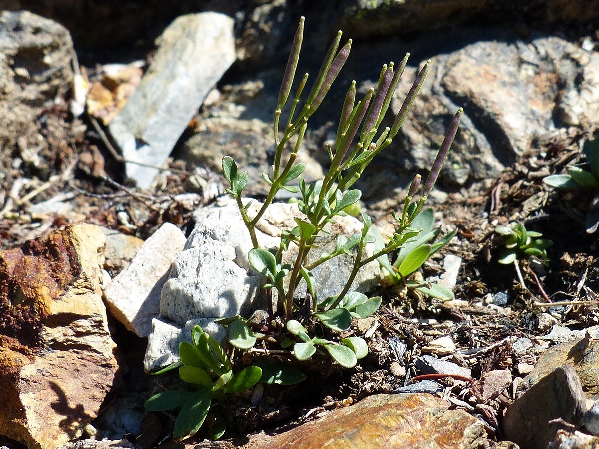 Plantes